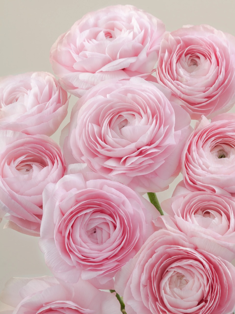 Amara Flowers - Wholesale and Retail Flower Supplier